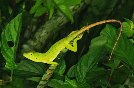 Iguanas - Wildlife of Panama photo gallery
