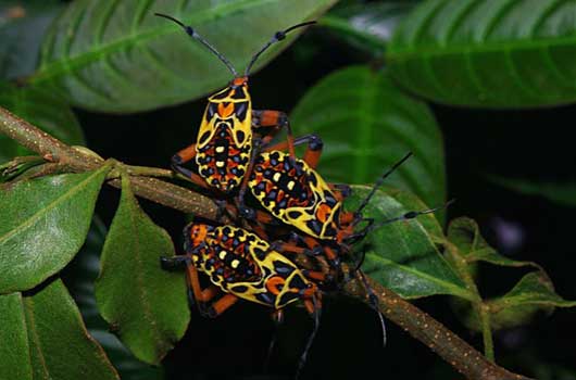 Spiders - Wildlife of Panama photo gallery