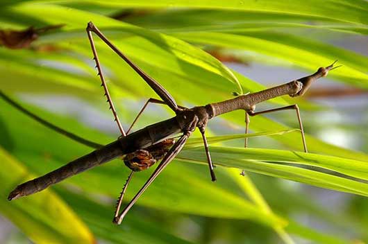 Spiders - Wildlife of Panama photo gallery